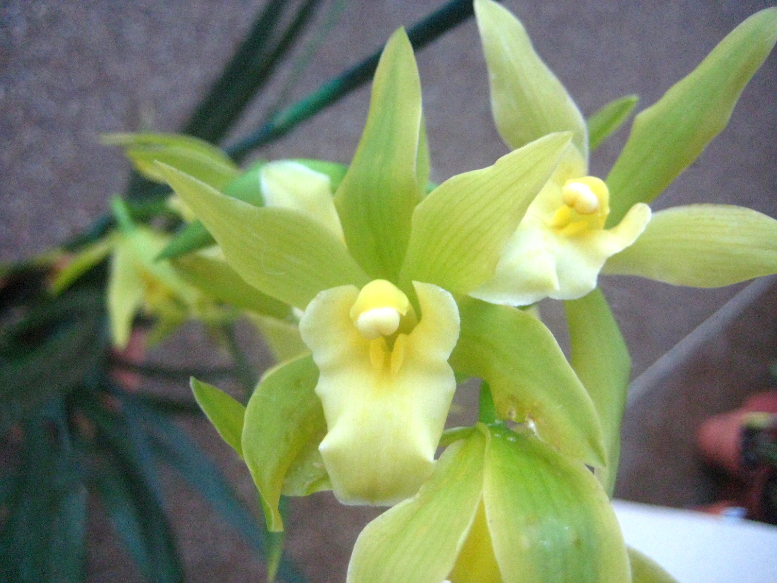 Orchids
